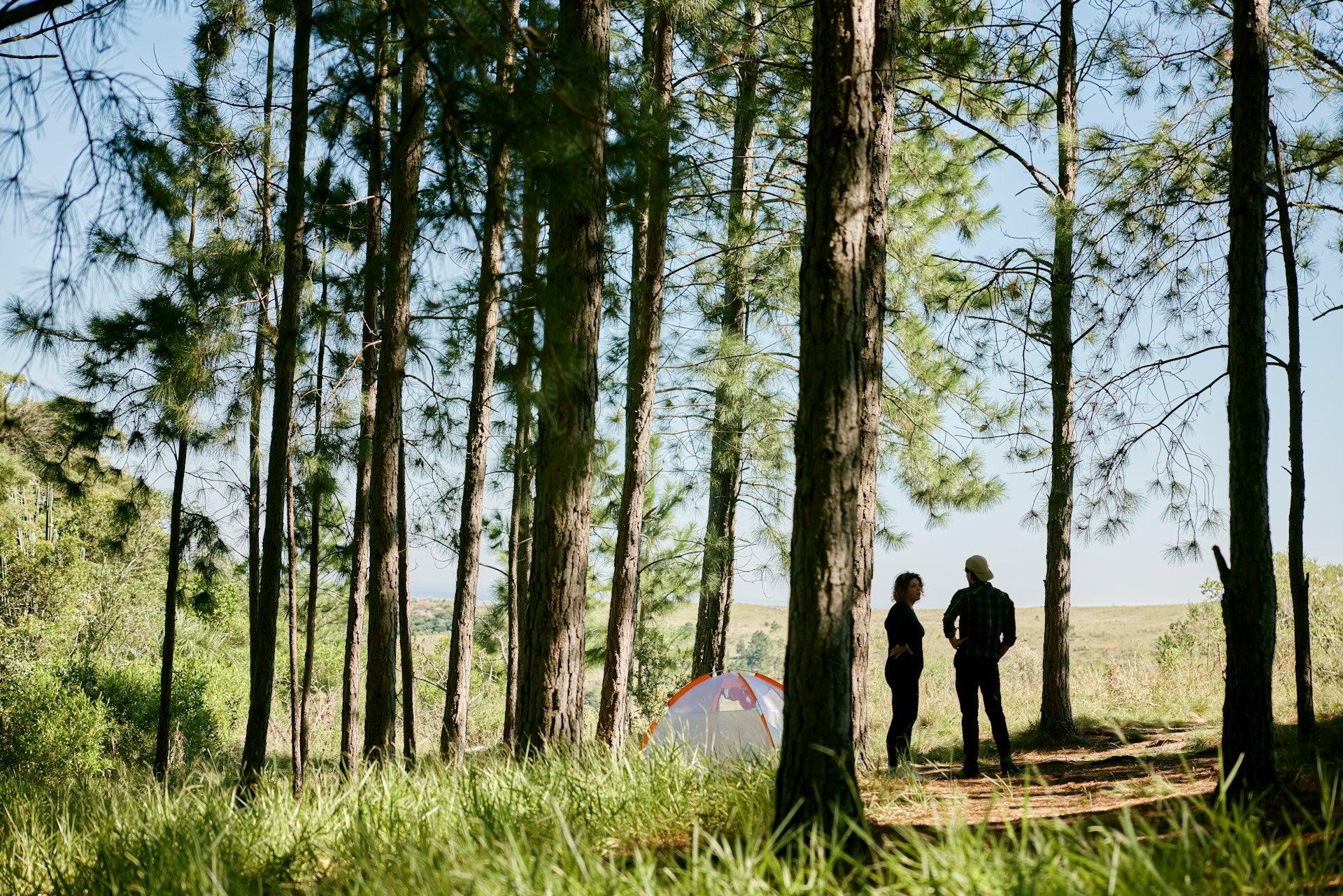 The Truth About Trees & Pallets | Environment, Logs, Lumber and more ...